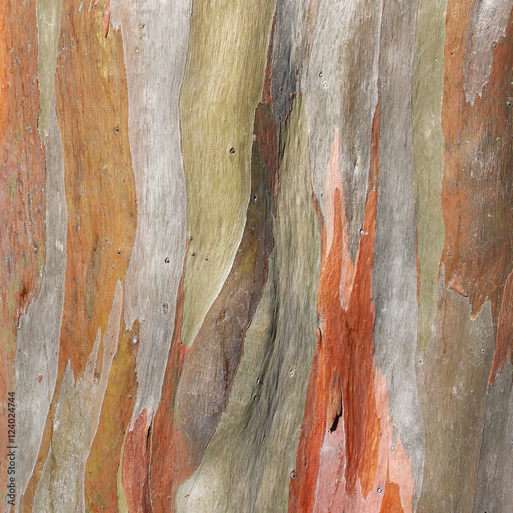 Colorful abstract pattern of old Eucalyptus tree bark Stock Photo ...