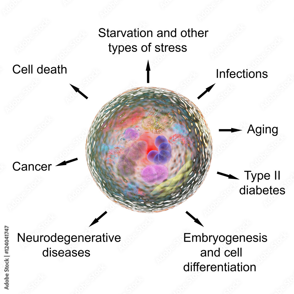 Pathological and physiological functions of autophagy. 3D illustration ...