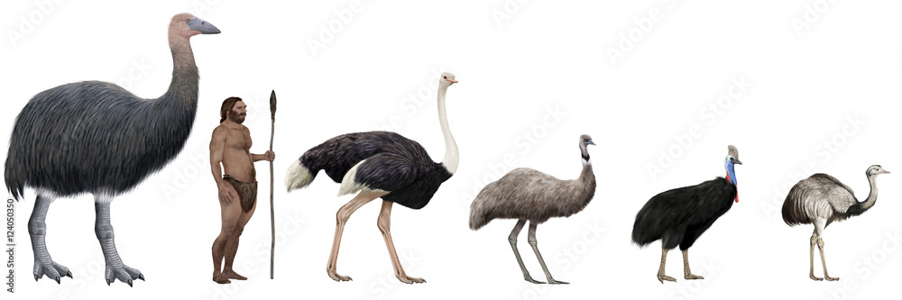 Ostrich Size Comparison