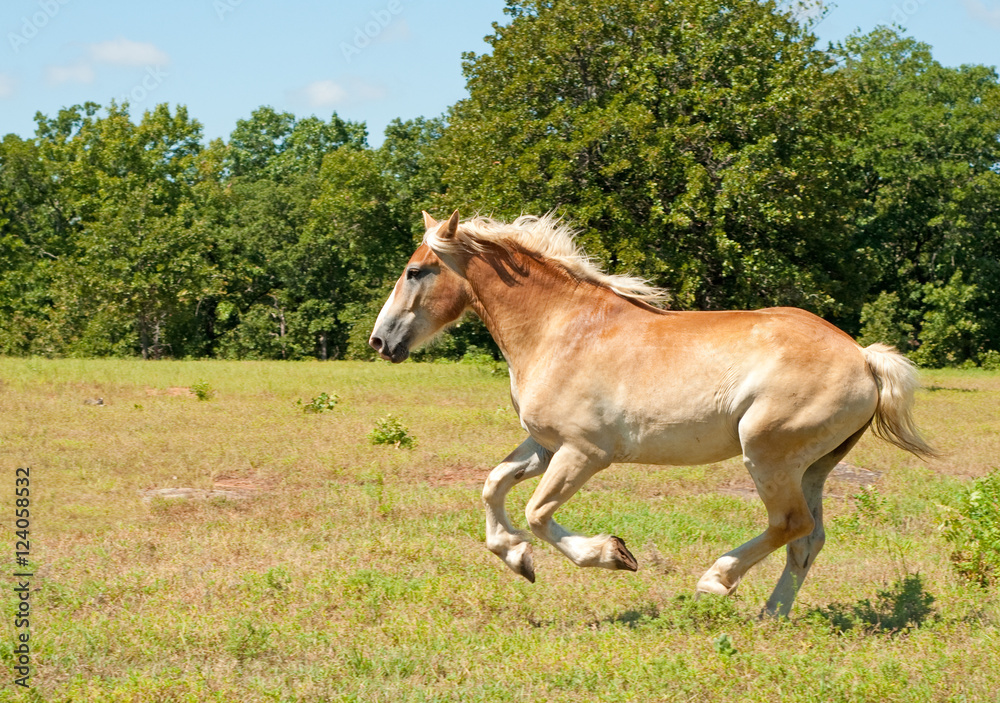 Powerful Belgian Draft horse galloping across a field Stock Photo ...