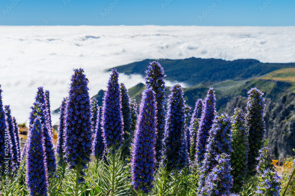 Echium candicans, commonly known as pride of Madeira, is a species of ...