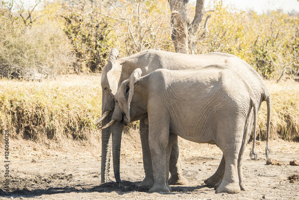 African Elephants on a Dry River Bed at a Water Hole in Africa Stock ...