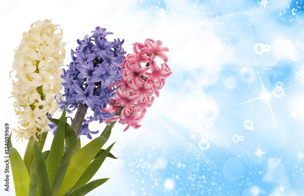 Beautiful flower background.Nature poster Stock Photo | Adobe Stock