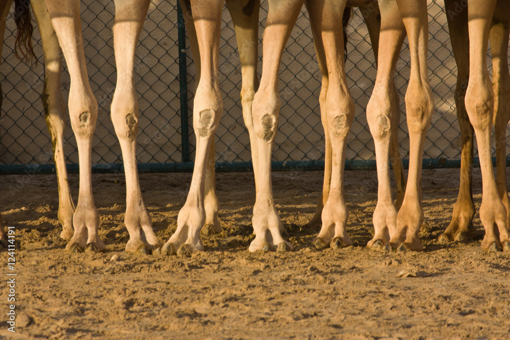 Camel legs Stock Photo | Adobe Stock