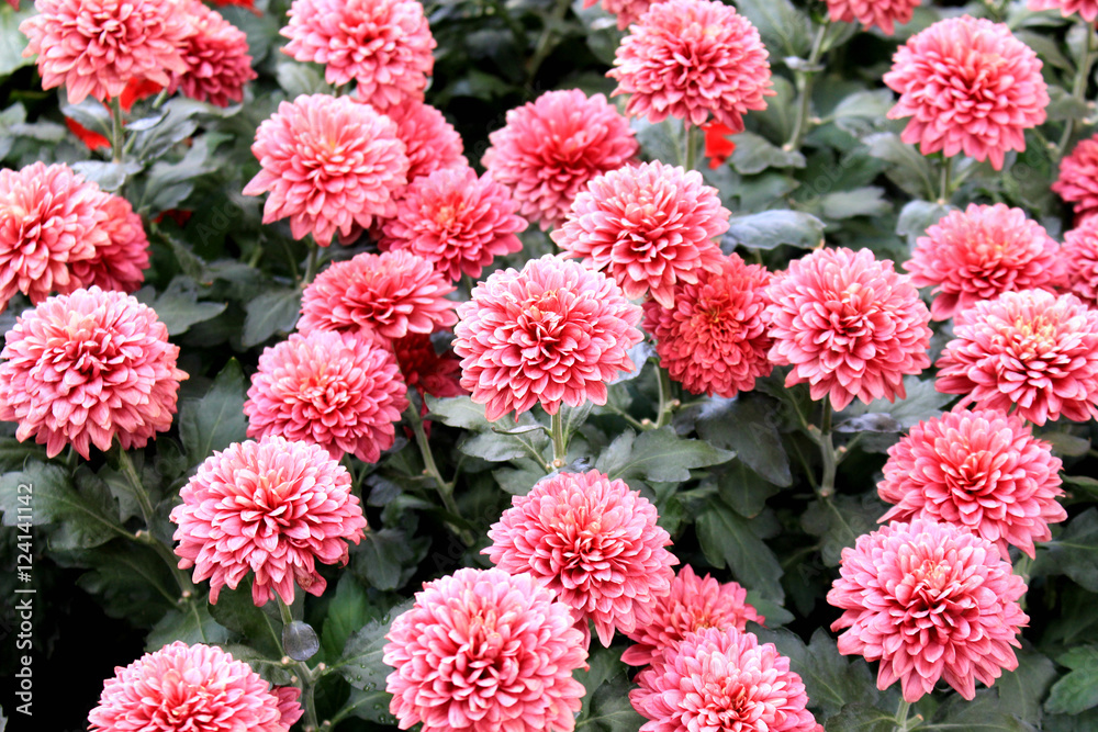 Pink Marigold Plant