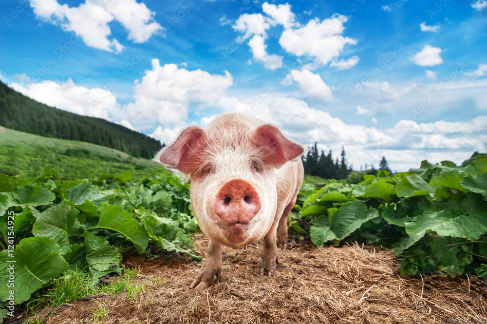 Cute pig grazing at summer meadow at mountains pasturage under blue sky ...