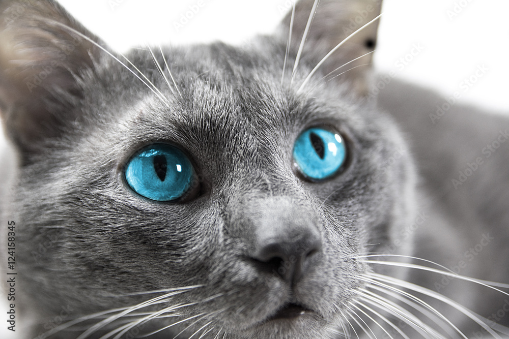 gray cat with beautiful blue eyes a white background isolated Stock ...