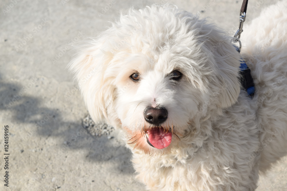 White Shaggy Dog Stock Photo | Adobe Stock