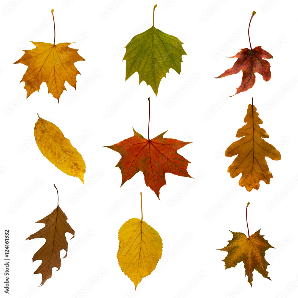 Different Types Of Fall Leaves