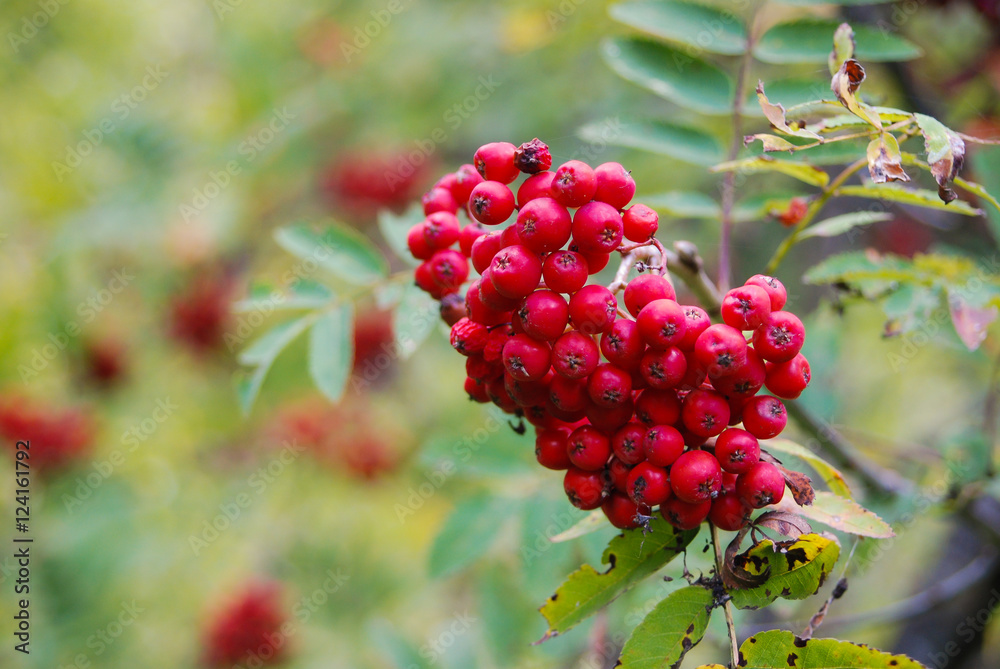 sorbo degli uccellatori (Sorbus aucuparia) ramo con bacche rosse Stock ...