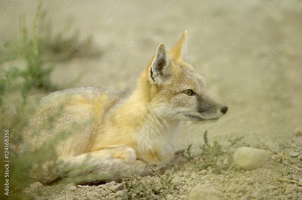 Vulpes Velox