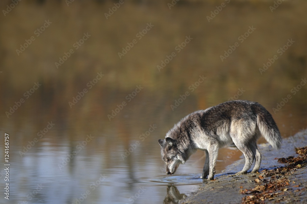 Wolf Drinking Water From A Pond; Canmore, Alberta, Canada Stock Photo ...