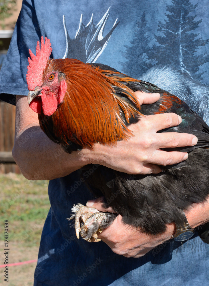 Marans Rooster