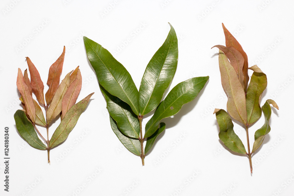 group of green leaf isolated on white background,green leaf make oxygen ...