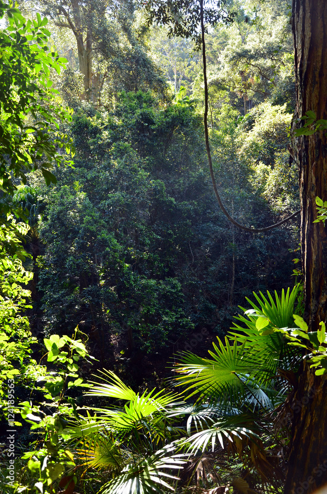 Light filtering through into rainforest understory of ferns, palms and ...