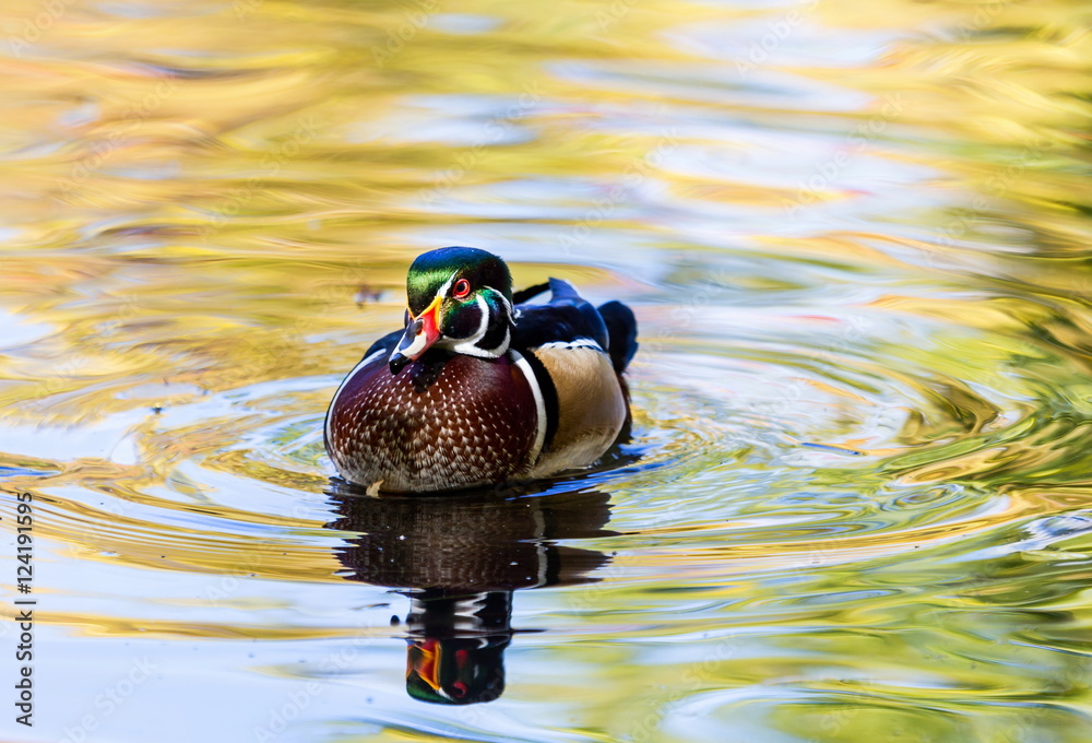 Wood duck male or Carolina duck is a species of perching duck found in ...