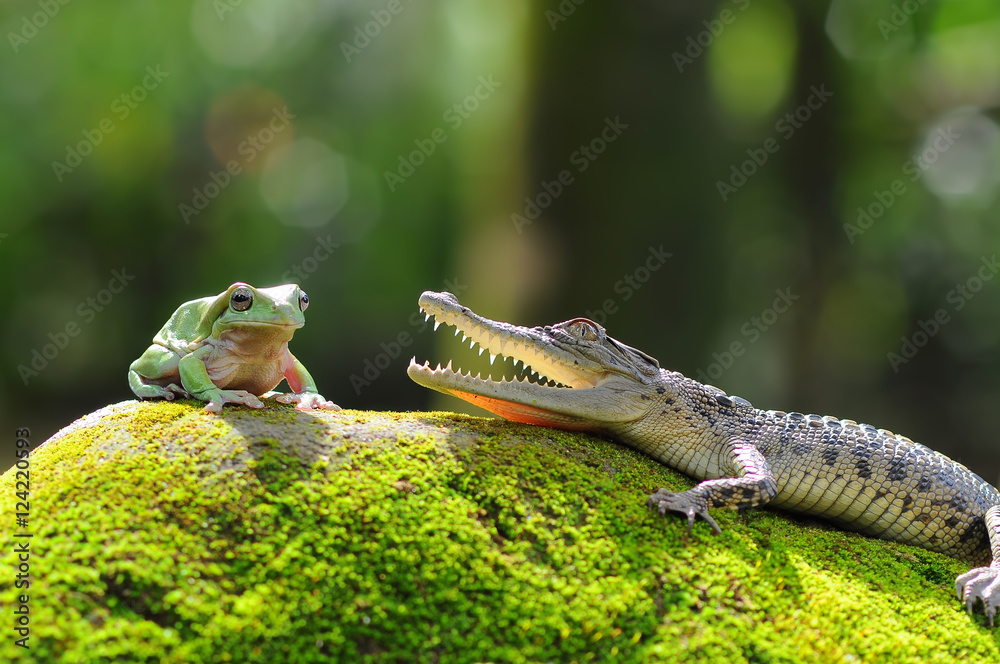 frog with crocodile, dumpy frog, frogs, crocodile, Stock Photo | Adobe ...