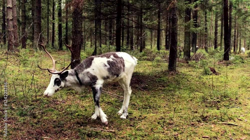 Beautiful deer in autumn forest. Background many trees Stock Video ...
