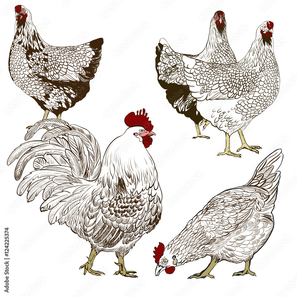 Vector drawing of a hen. Symbol of 2017 on the Chinese calendar. Use ...