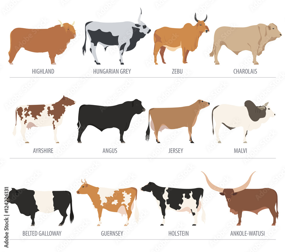 Cattle breeding. Cow, bulls breed icon set. Flat design Stock Vector ...