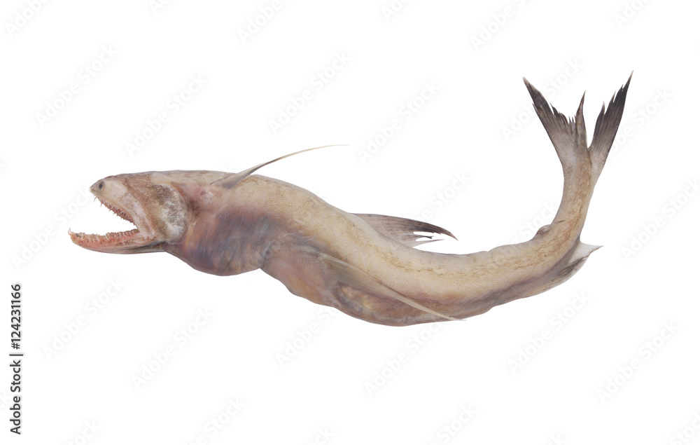 Bombay duck fish isolated on white background, Harpadon nehereus Stock ...