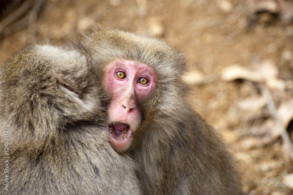 angry monkey Stock Photo | Adobe Stock