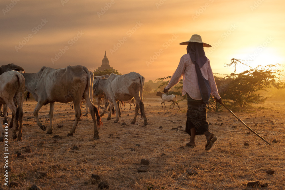 Burmese herder leads cattle herd through amazing sunset landscape with ...