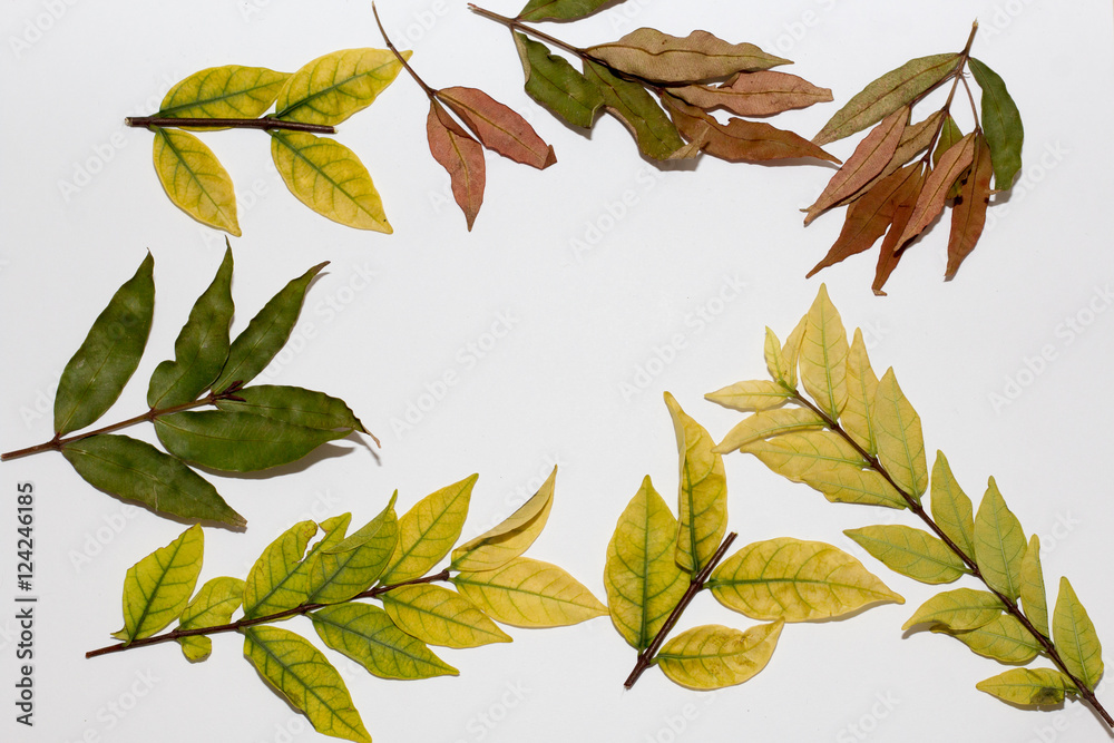 group of green leaf isolated on white background,green leaf make oxygen ...