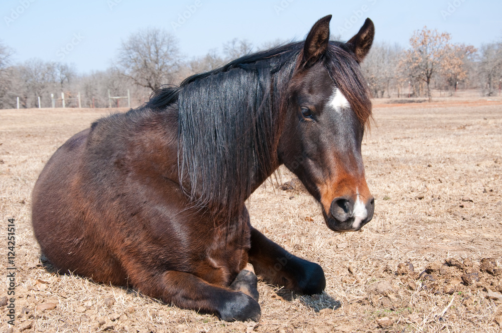 Cherry Bay Horse