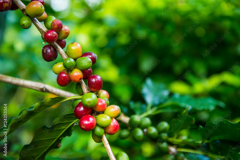 Coffee bean on tree Stock Photo | Adobe Stock