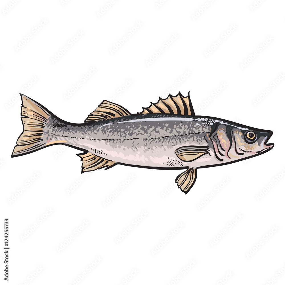 Hand drawn seabass, sketch style vector illustration isolated on white ...