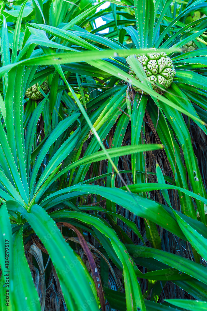 Pandanus palm (Pandanus amaryllifolius) tree with fruits, Maldiv Stock ...