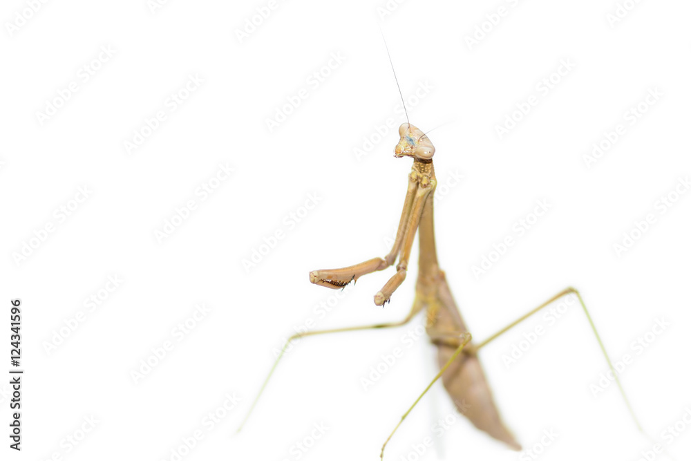 Brown Praying Mantis standing in typical "praying" pose, isolated on ...