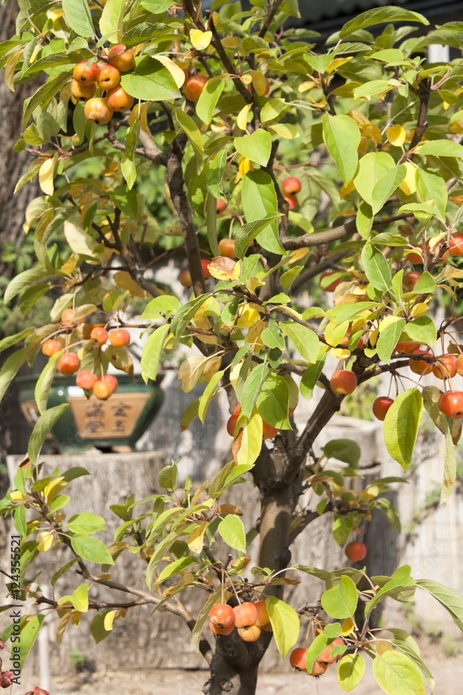 Paradise apple tree Stock Photo | Adobe Stock