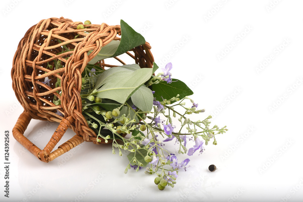 Five-leaved chaste tree, Chinese chaste, Indian privet, Negundo chest ...