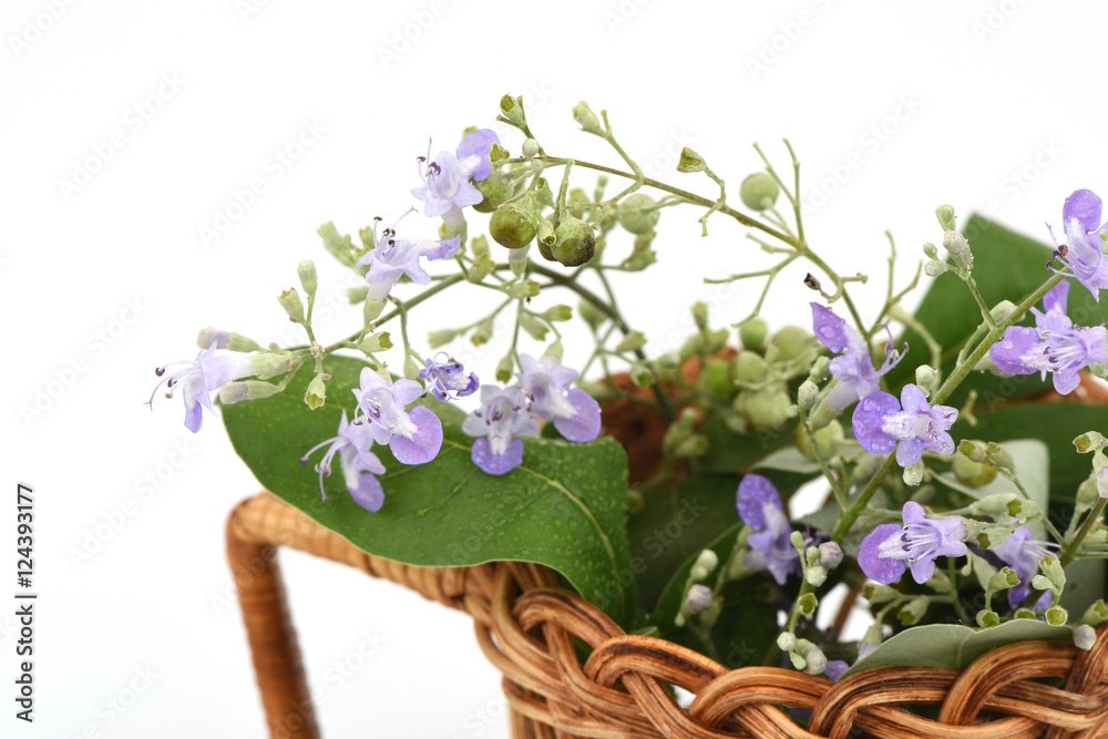 Five-leaved chaste tree, Chinese chaste, Indian private, Negundo ...