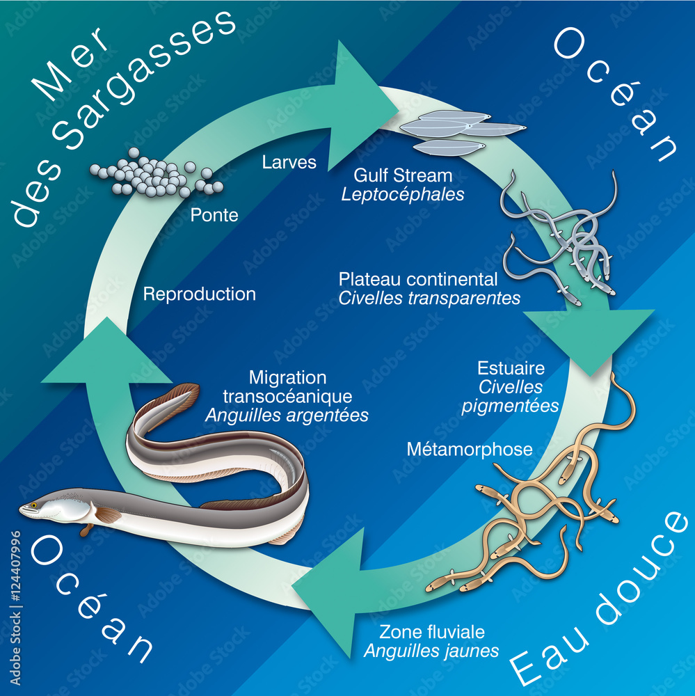 Cycle de reproduction du l’anguille [lég.] ilustración de Stock | Adobe ...