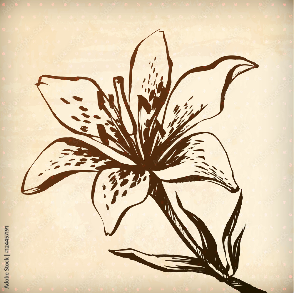 Vector floral lilly background. Hand drawn graphic for your design. All ...