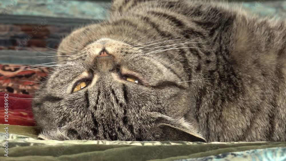 Tired cat resting on bed. Cute and peaceful film clip of relaxing pet ...