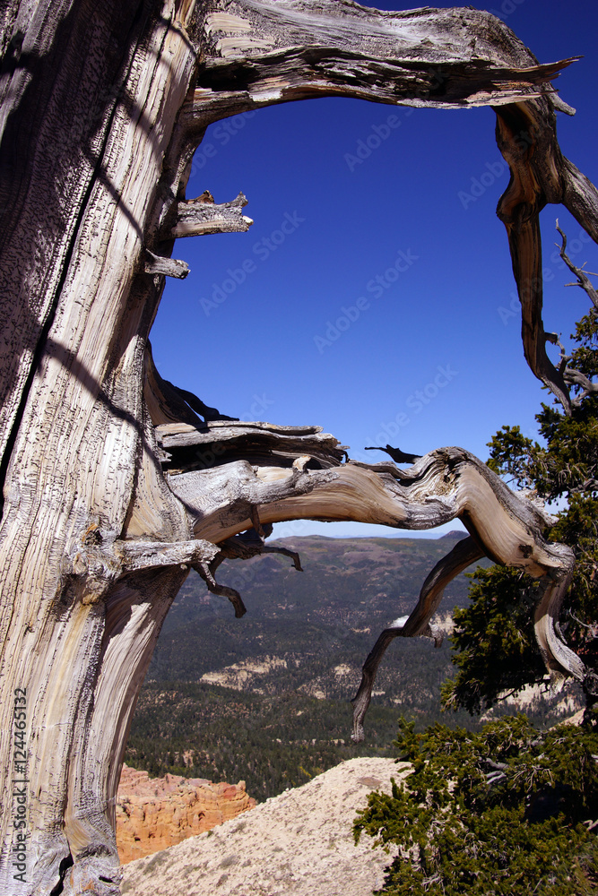 Great Basin bristlecone pine (Pinus longaeva), on ridge of Spectra ...