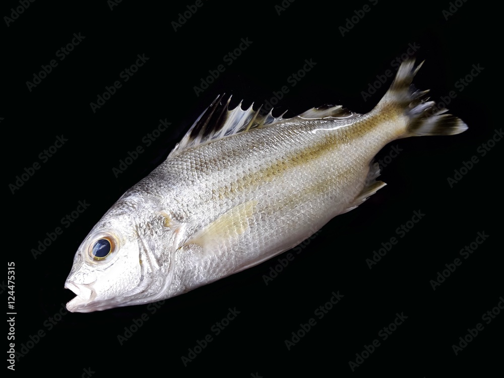 Target fish, Crescent bass, Tiger bass, Jarbua terapon fish isolated on ...