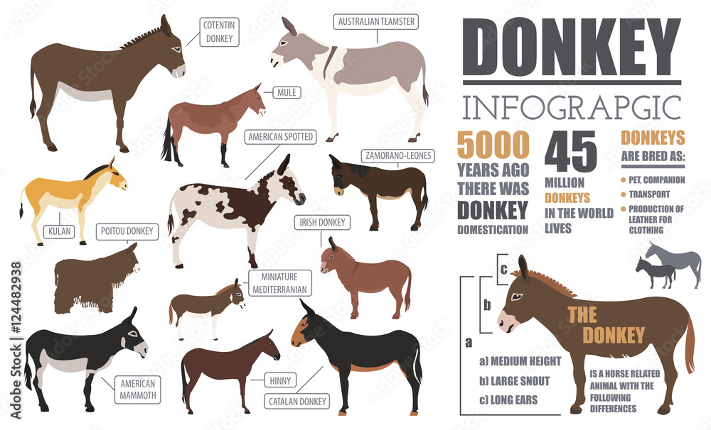 Donkey breeds infographic template. Animal farming. Flat design Stock ...