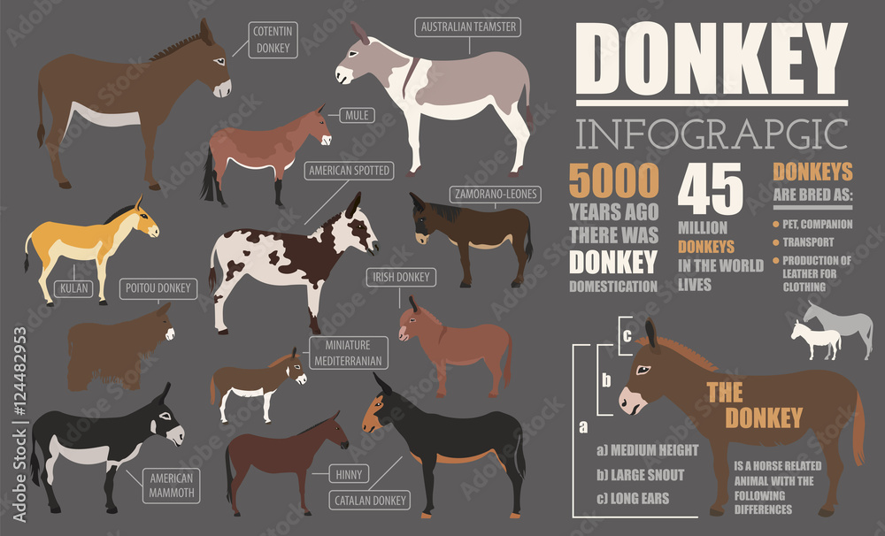 Donkey breeds infographic template. Animal farming. Flat design Stock ...