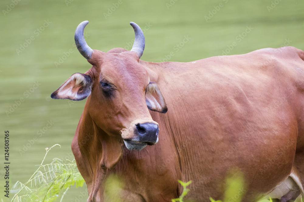 Image of brown cow on nature background. Stock Photo | Adobe Stock