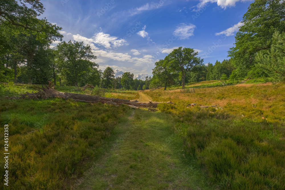 Breeser Grund 11 / Naturschutzgebiet Breeser Grund in der Göhrde ...