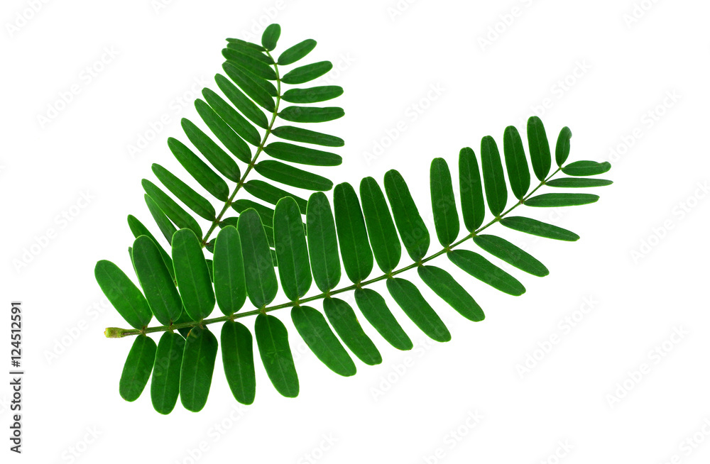 Tamarind Leaves