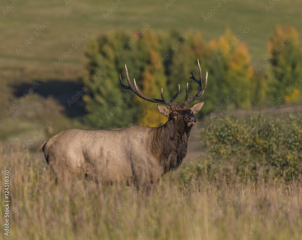 Watching the Herd - A 6x6 point bull elk watches over his herd for cow ...