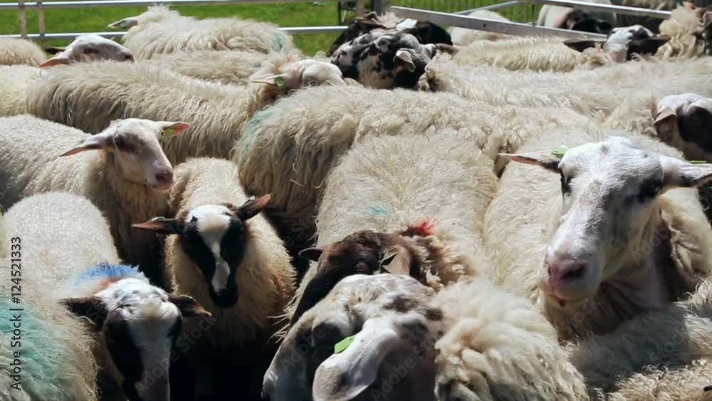 A flock of sheep inside a fence Stock Video | Adobe Stock