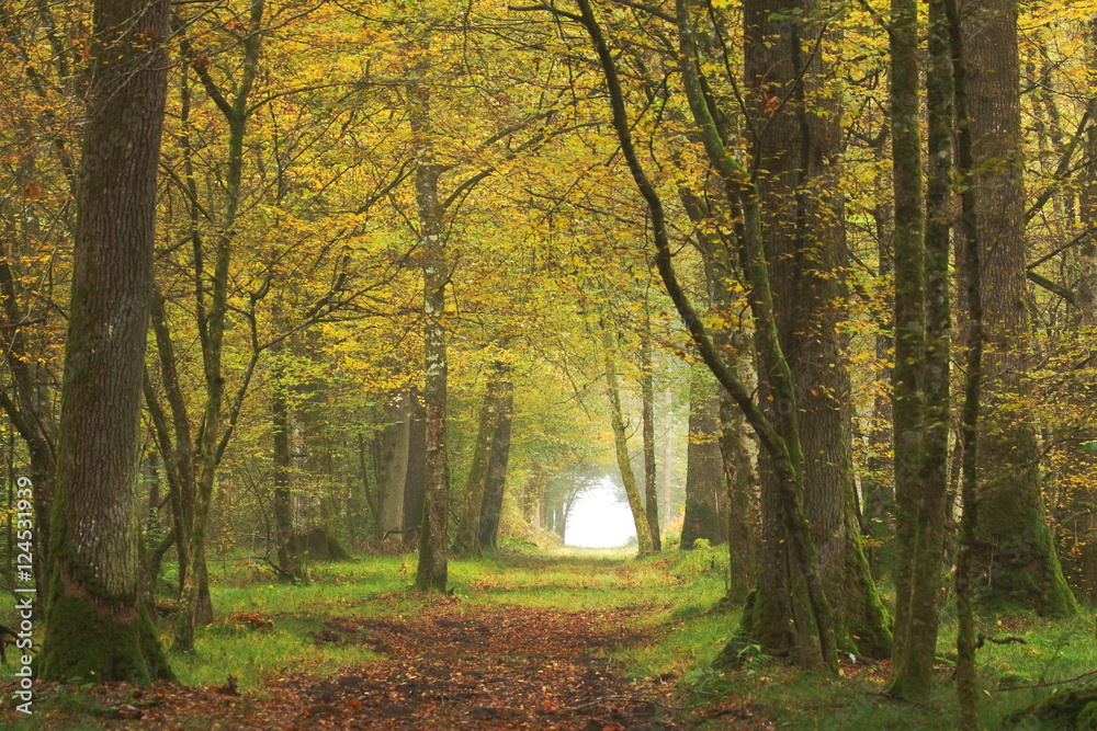 Forêt d'automne/ Forêt de feuillus au début de l'automne où le ...