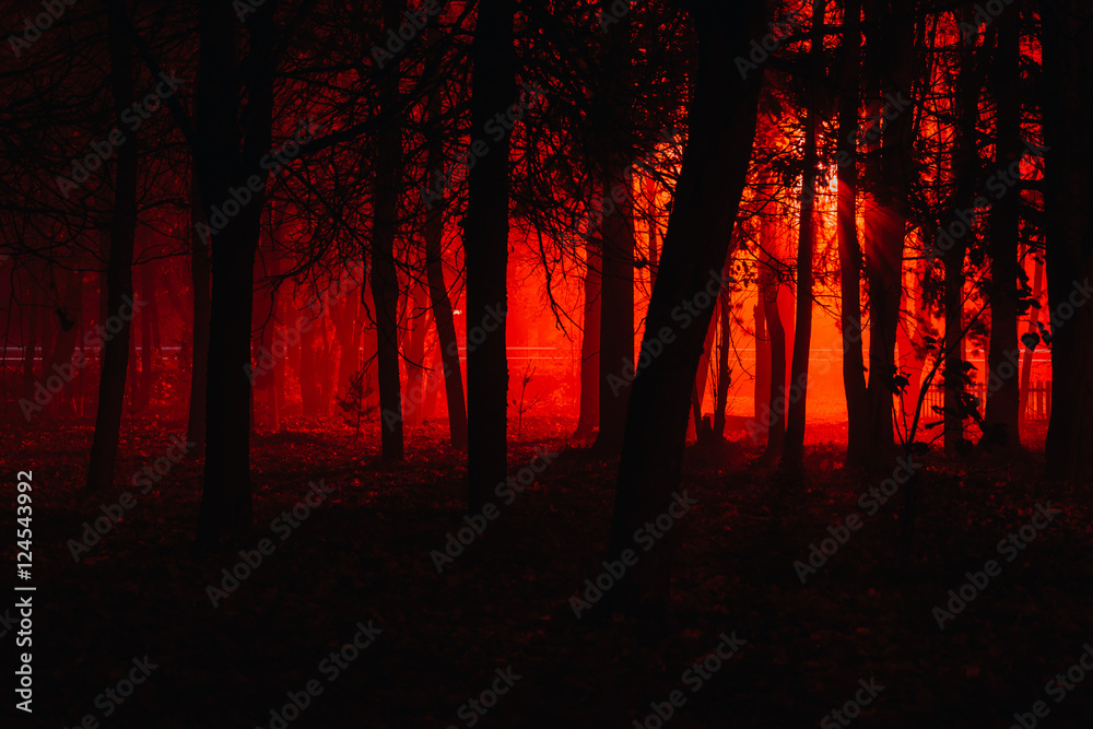 Scary foggy forest. Silhouettes of trees in the red light in the dark ...
